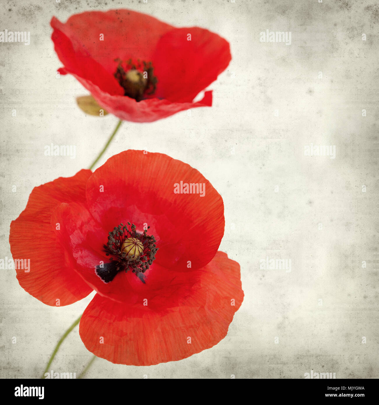 textured old paper background with ref field poppy Stock Photo - Alamy