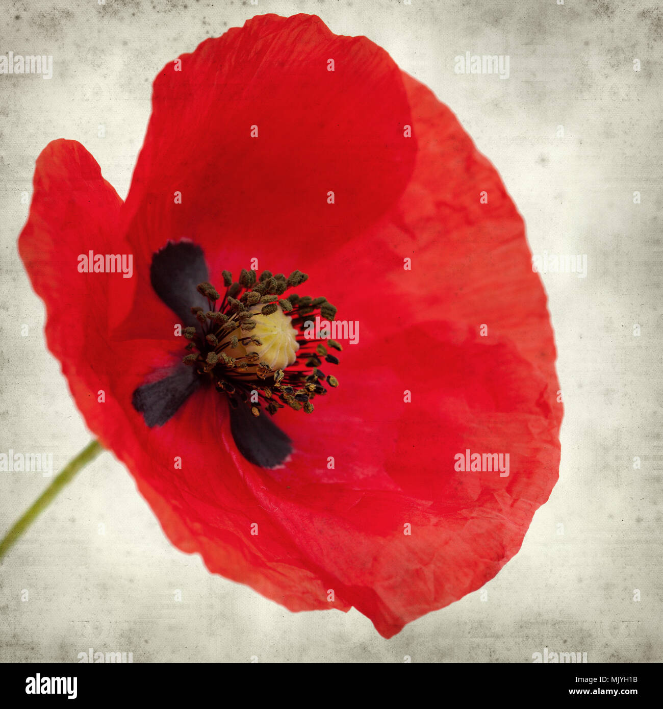 textured old paper background with ref field poppy Stock Photo - Alamy
