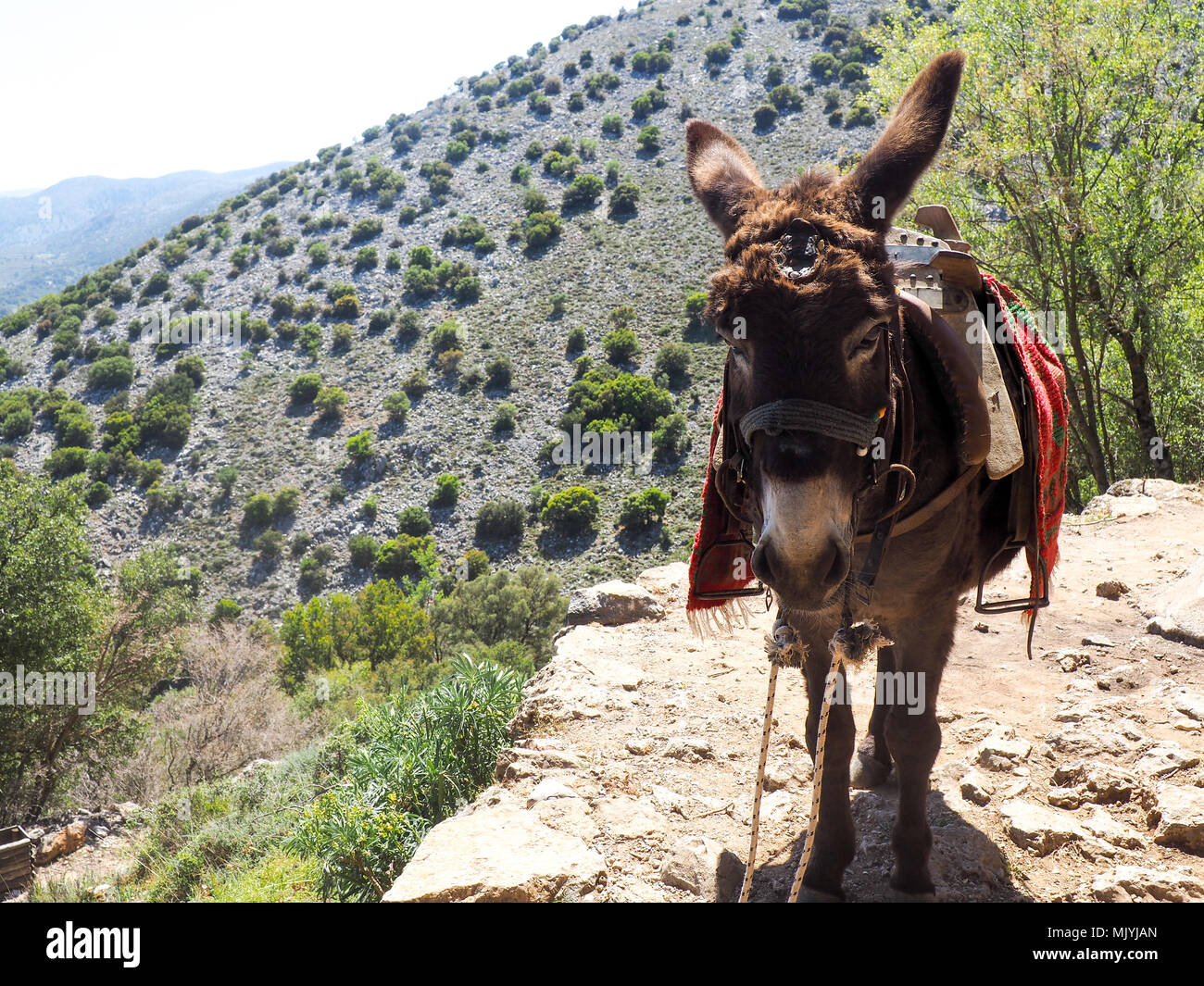 A donkey in summer mountains, the Greek island of Crete island Stock ...