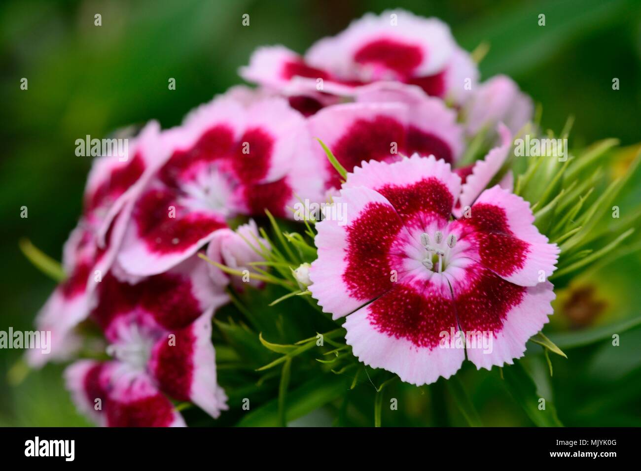 Close up of pink and white carnations in bloom Stock Photo - Alamy