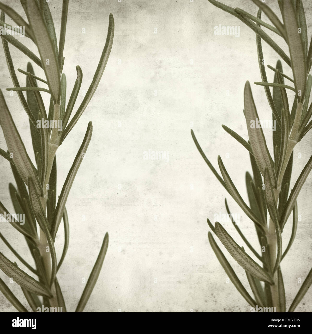 textured old paper background with small twig of rosemary Stock Photo ...