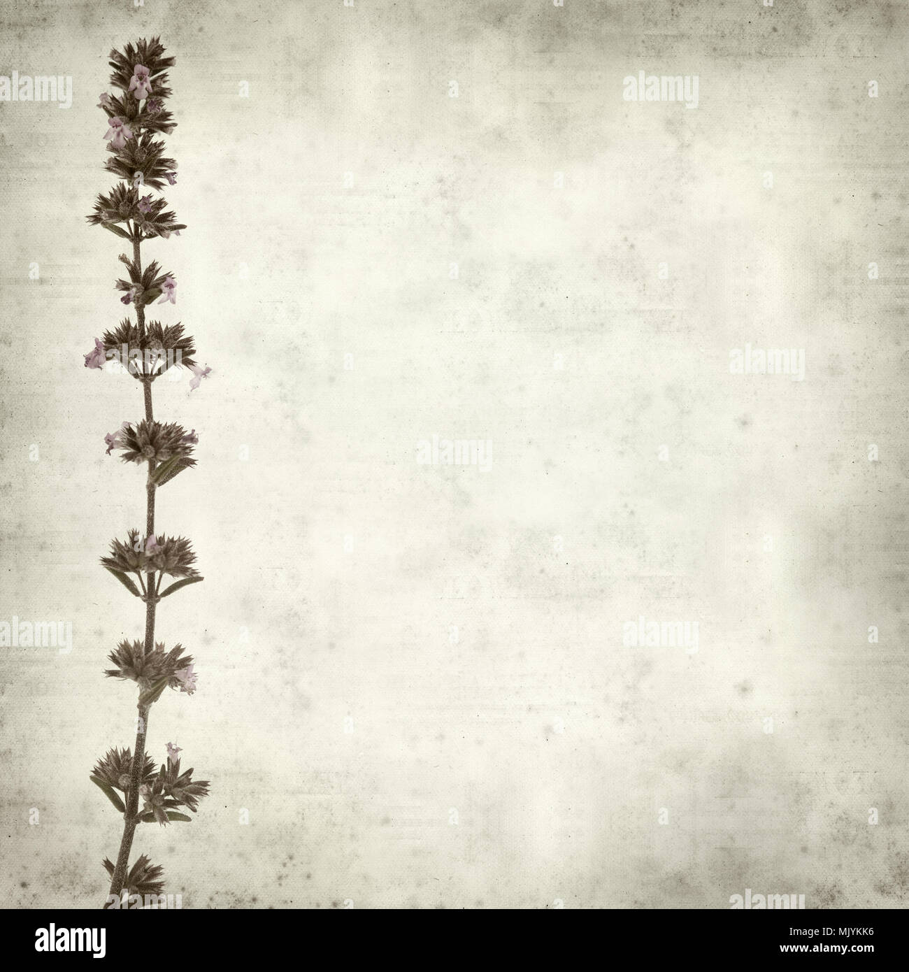 textured old paper background with small twig of thyme Stock Photo - Alamy