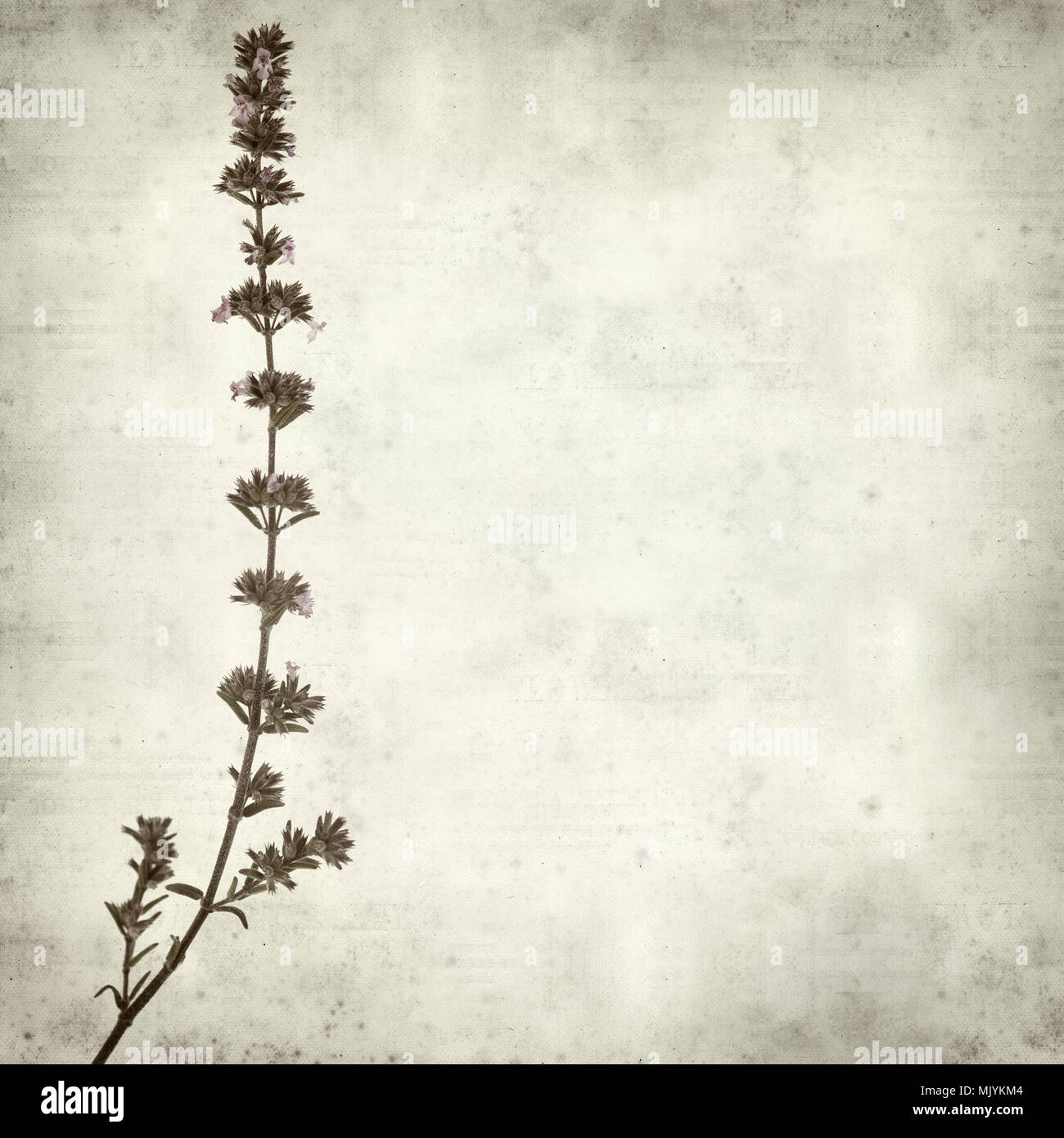 textured old paper background with small twig of thyme Stock Photo - Alamy