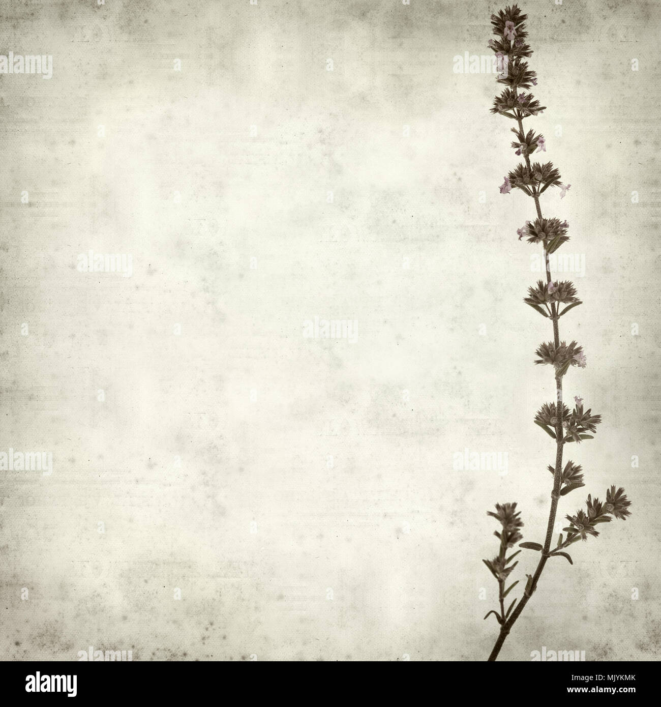 textured old paper background with small twig of thyme Stock Photo - Alamy