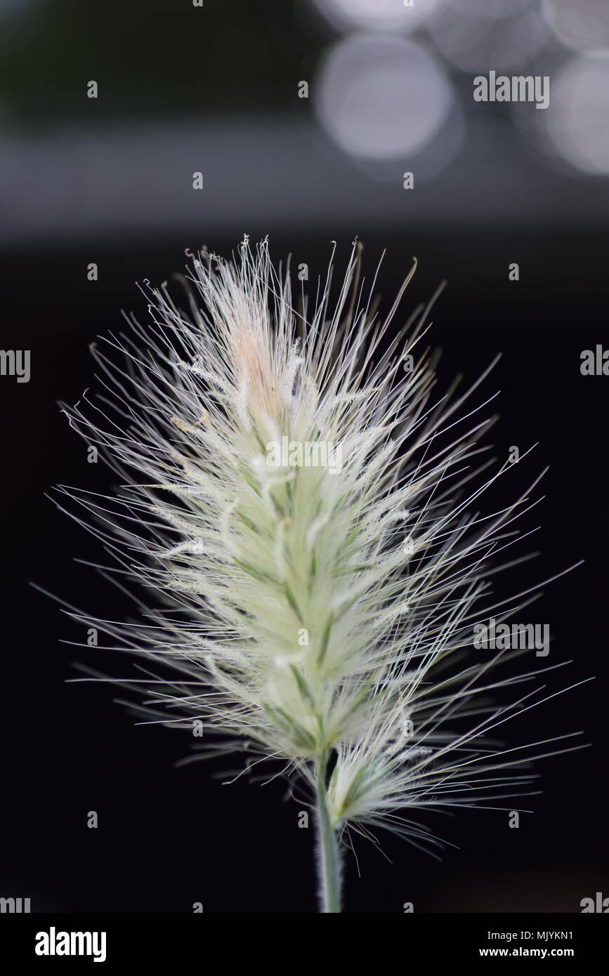 Wild grass gardens hi-res stock photography and images - Alamy