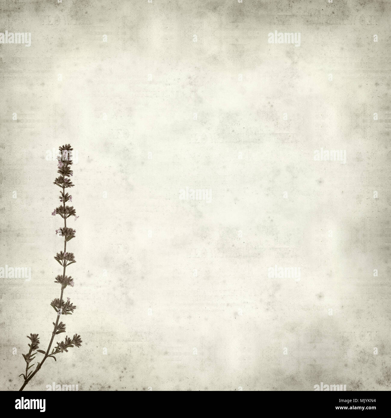 textured old paper background with small twig of thyme Stock Photo - Alamy
