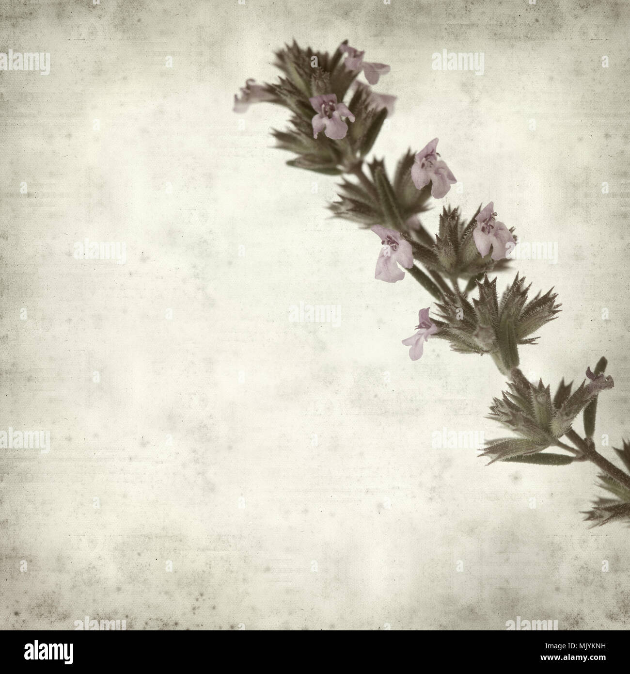textured old paper background with small twig of thyme Stock Photo - Alamy