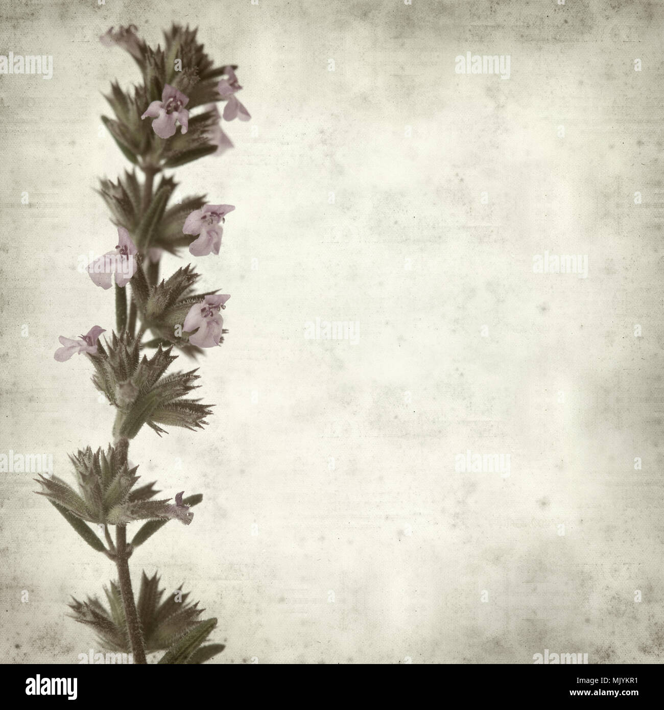 textured old paper background with small twig of thyme Stock Photo - Alamy