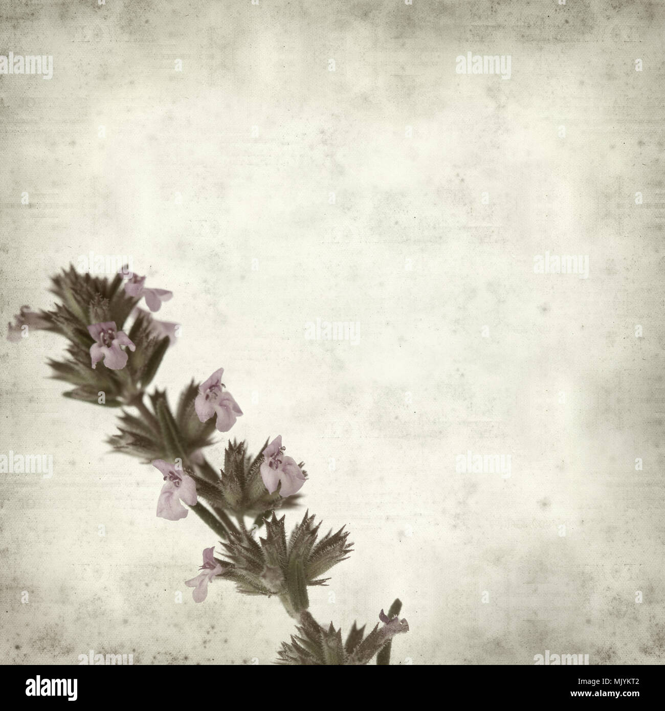 textured old paper background with small twig of thyme Stock Photo - Alamy