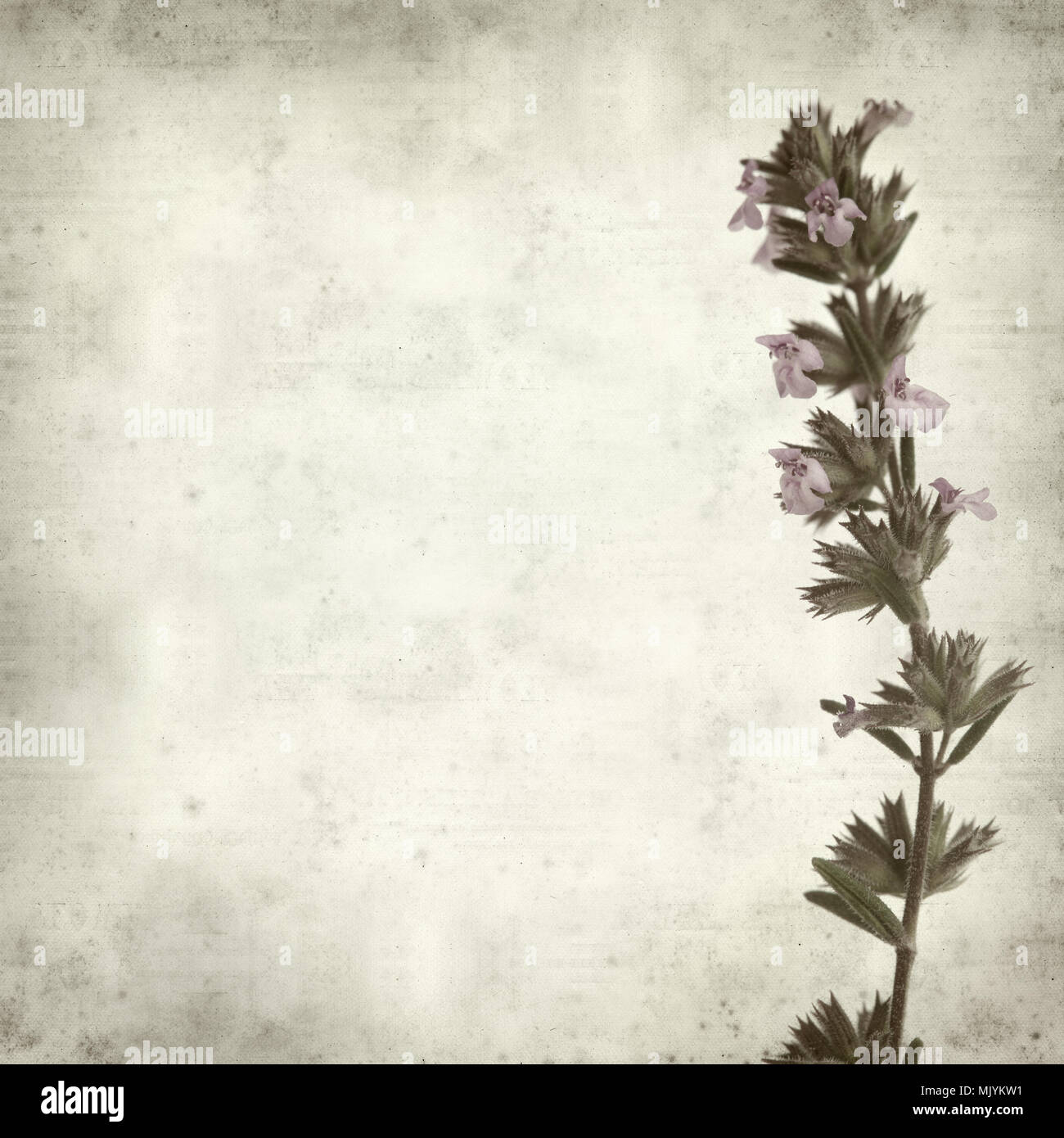 textured old paper background with small twig of thyme Stock Photo - Alamy