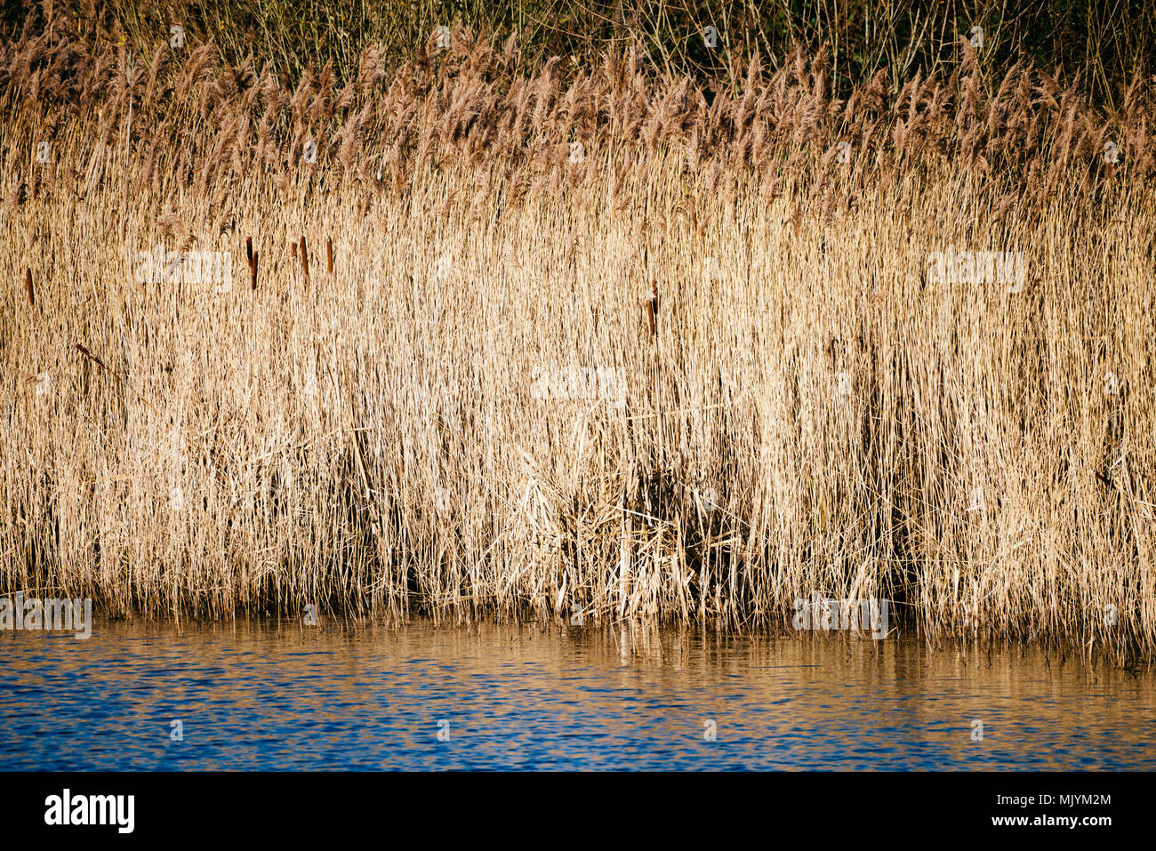 Fingringhoe wick hi-res stock photography and images - Alamy