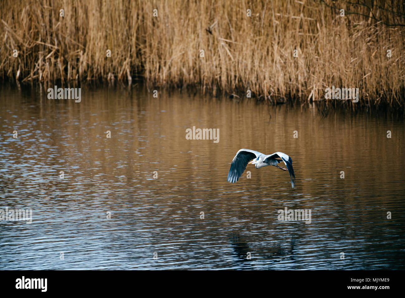 Heron flying in Fingringhoe Wick nature reserve, Essex, United Kingdom ...