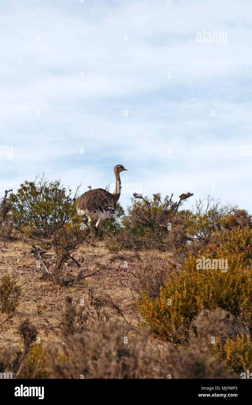Lesser rhea hi-res stock photography and images - Alamy