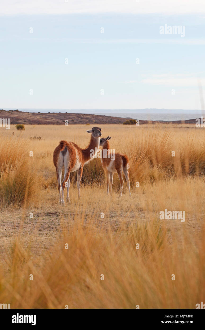 Guanaco amongst the pampas grass. Cabo dos bahias, Patagonia. Tail ...