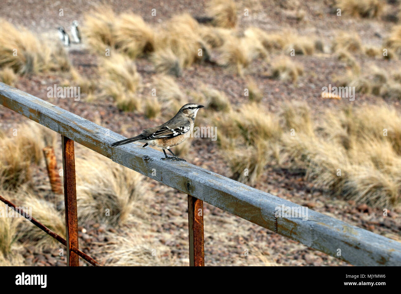 Calandria Mora Mimus patagonicus Patagonian Mockingbird Stock Photo - Alamy