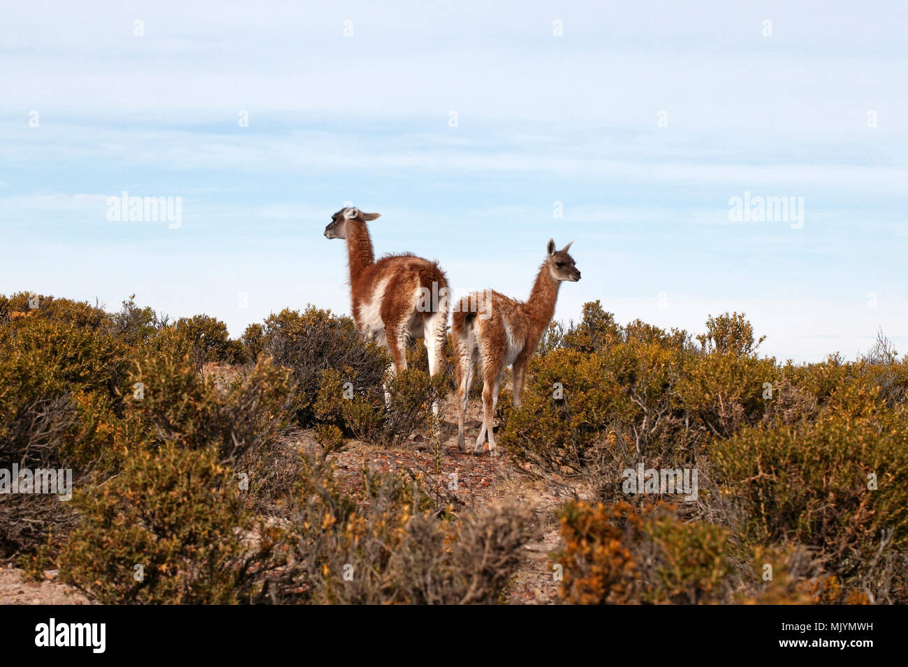 Mother and young, Guanacos. Patagonia Stock Photo - Alamy