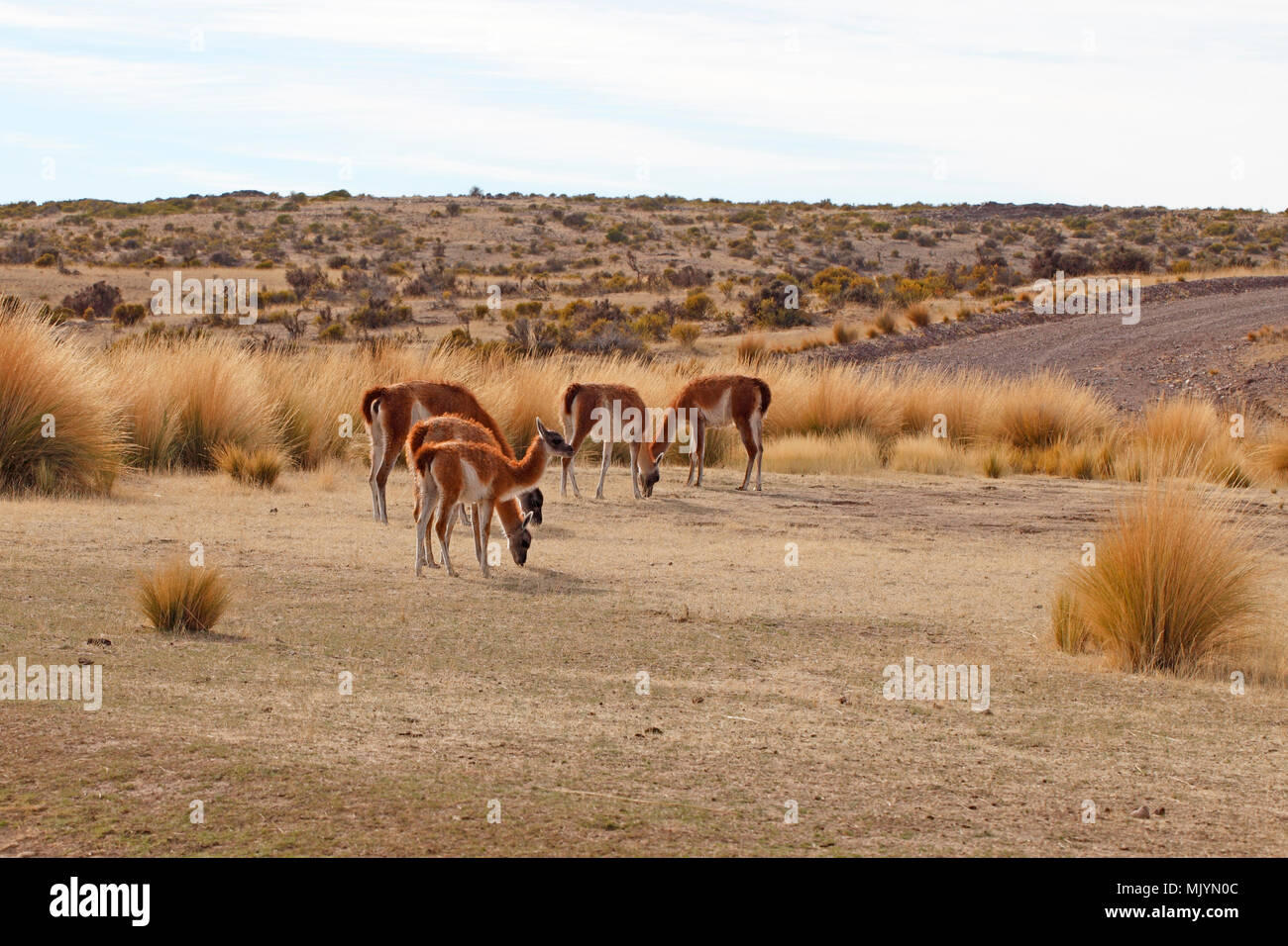 Guanaco lama guanicoe grazing hi-res stock photography and images - Alamy