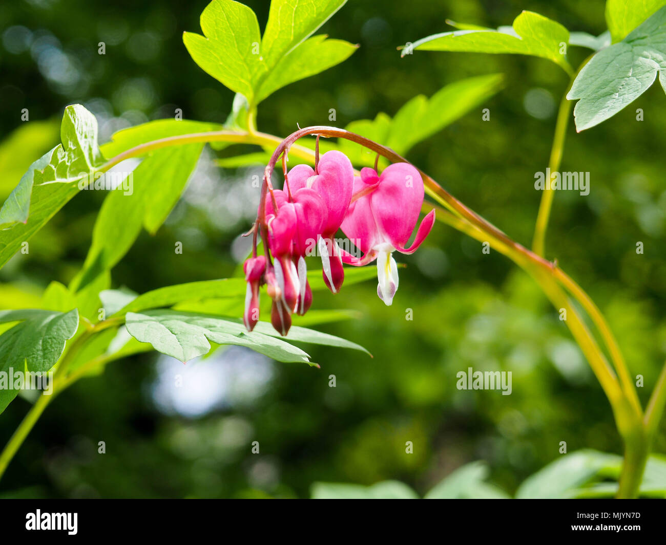 Bleeding heart stem hi-res stock photography and images - Alamy