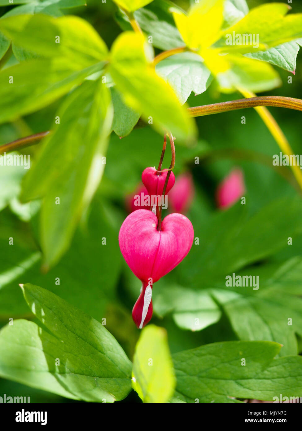 Bleeding heart flowers dicentra hi-res stock photography and images - Alamy
