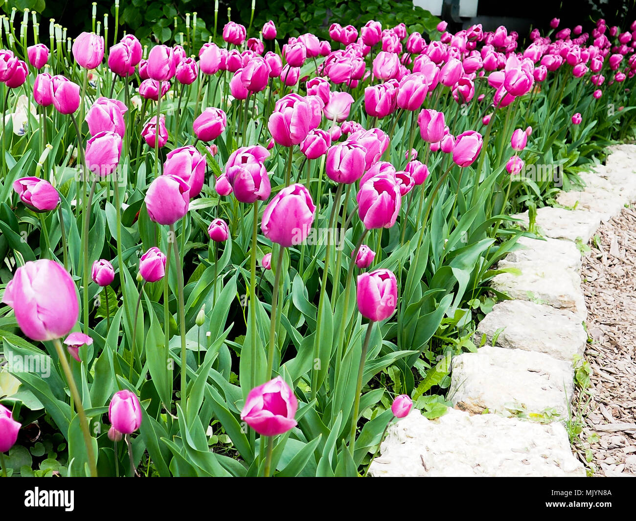 Pink beautiful tulips in the garden, group of pink tulips Stock Photo ...