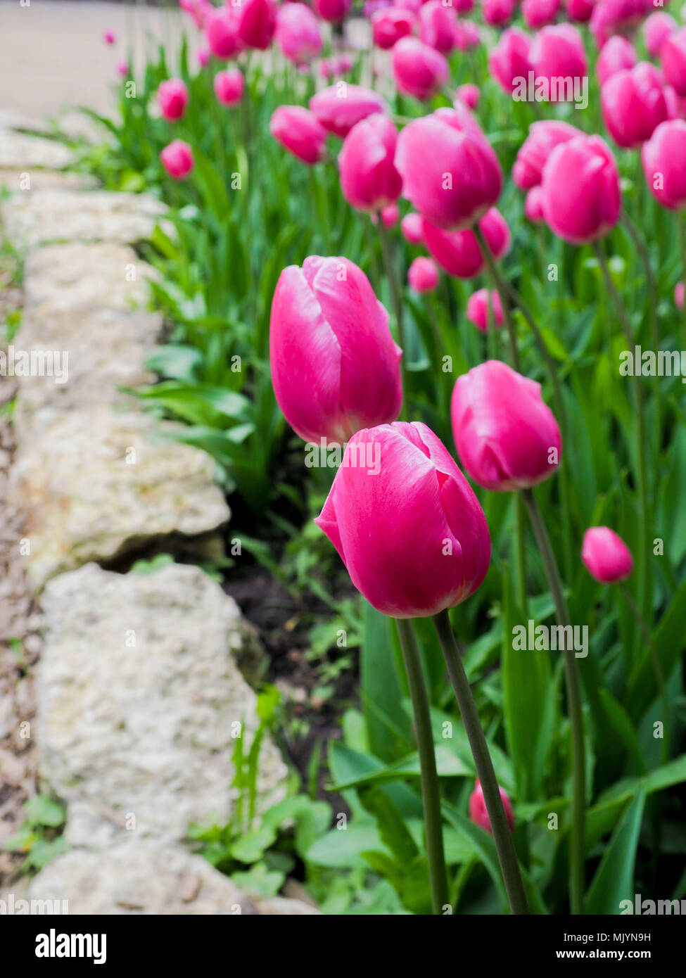 Pink beautiful tulips in the garden, group of pink tulips Stock Photo ...