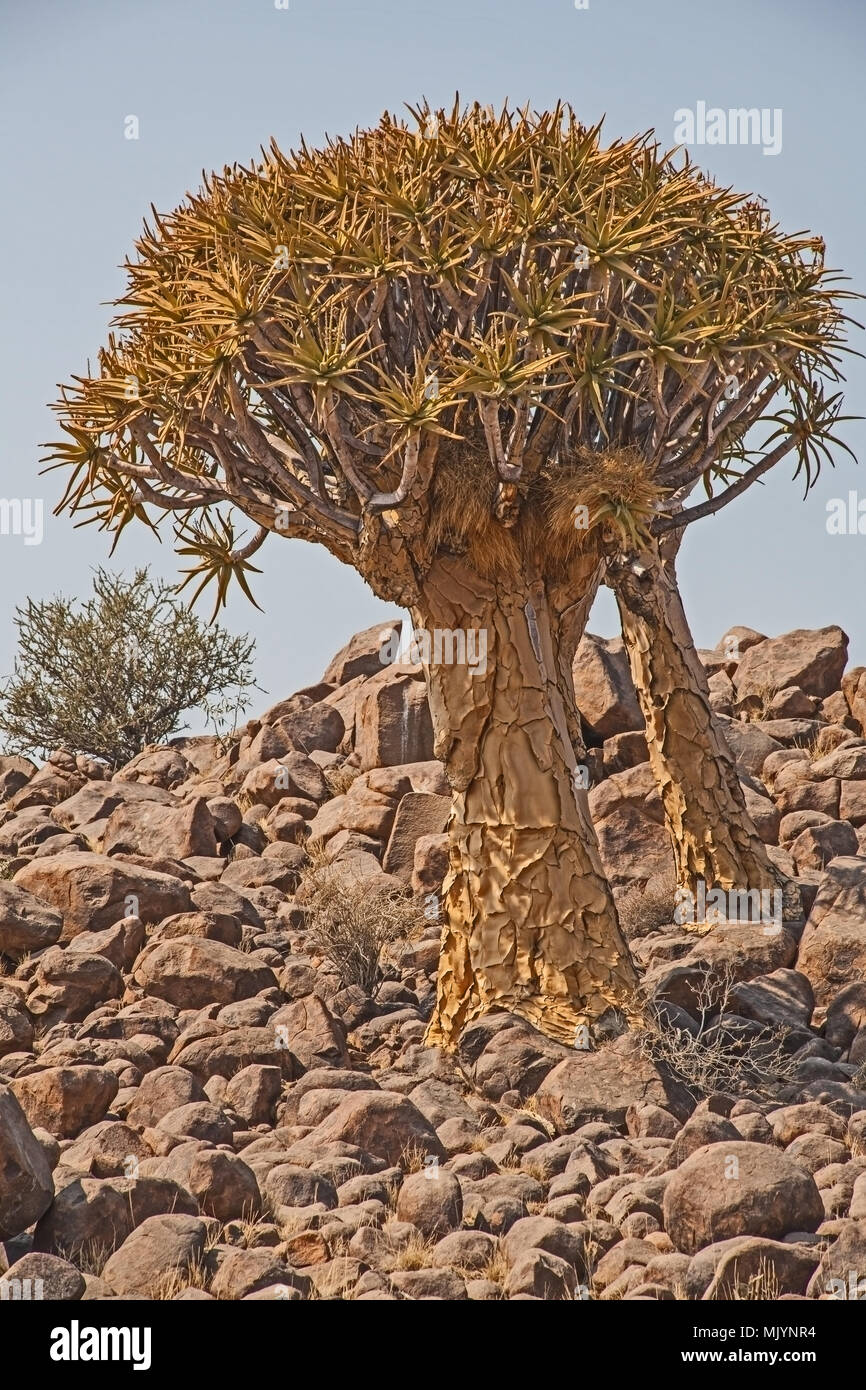 Aloidendron dichotomum, the Quiver Tree. in Southern Namibia 6 Stock ...