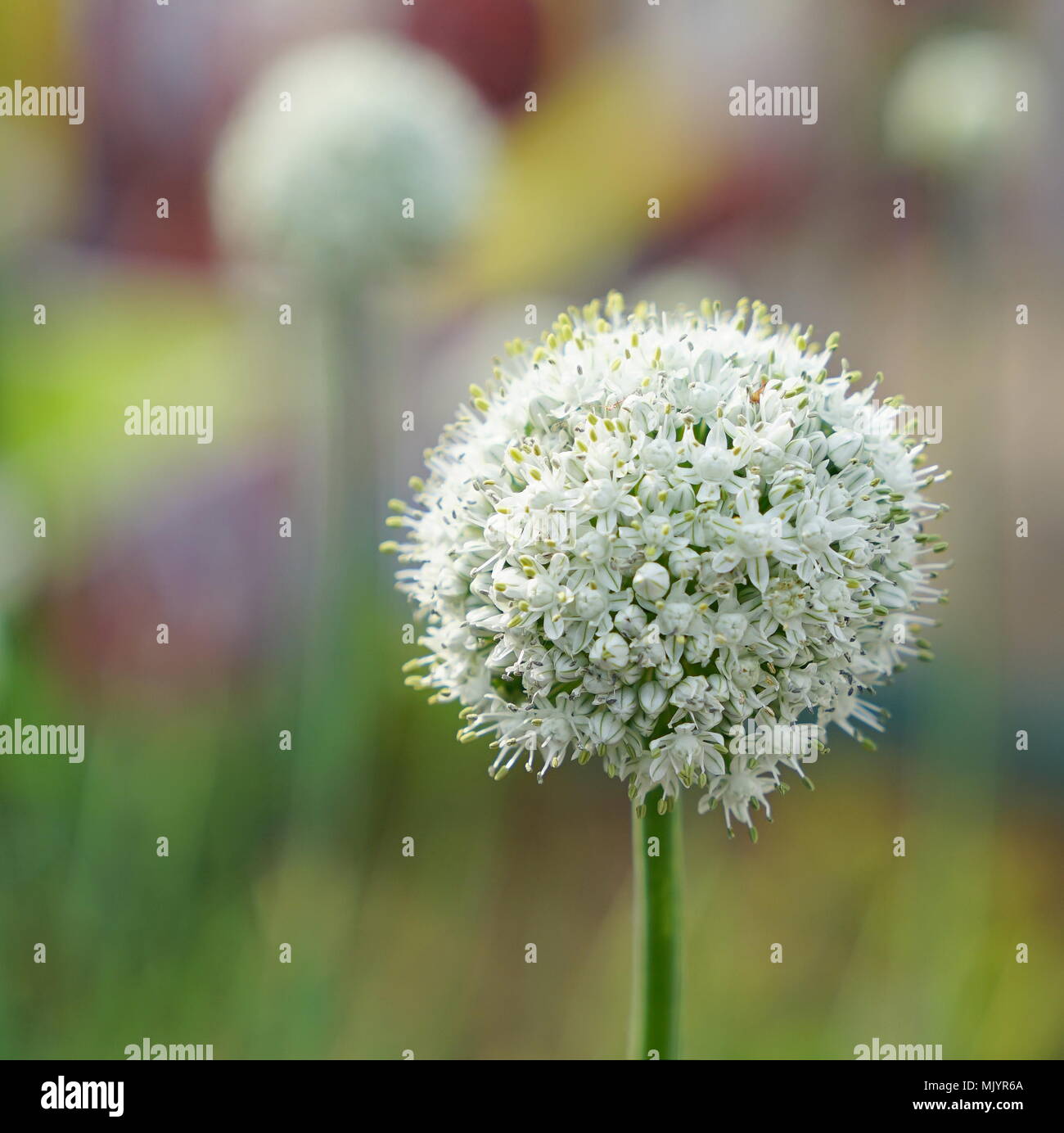 Blooming white spring onion flower in garden Stock Photo - Alamy