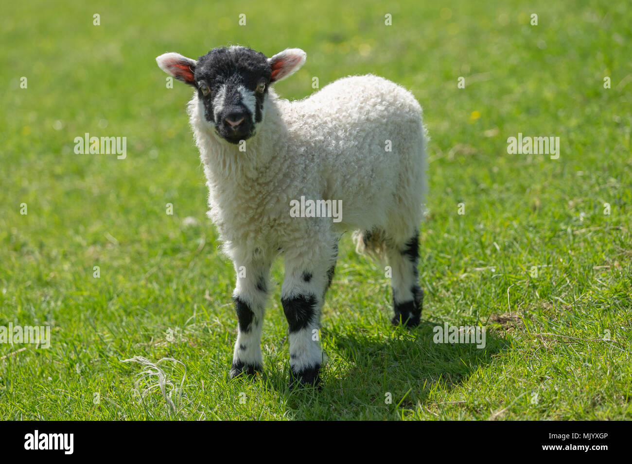 Yockenthwaite in Whafedale in the Yorkshire Dales showing new spring ...