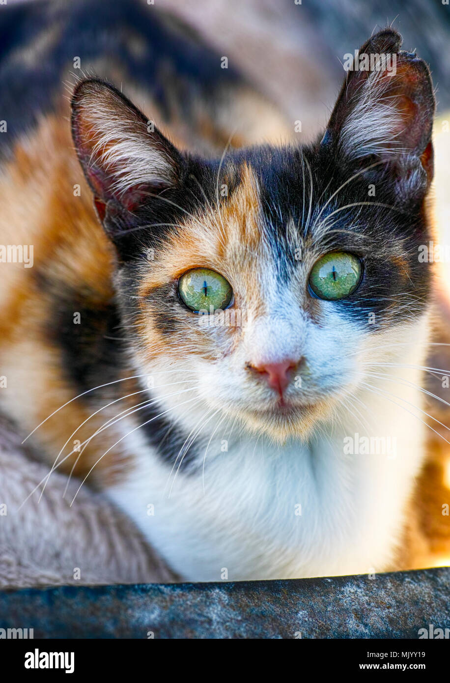 Portrait of calico cat. Close-up Stock Photo - Alamy