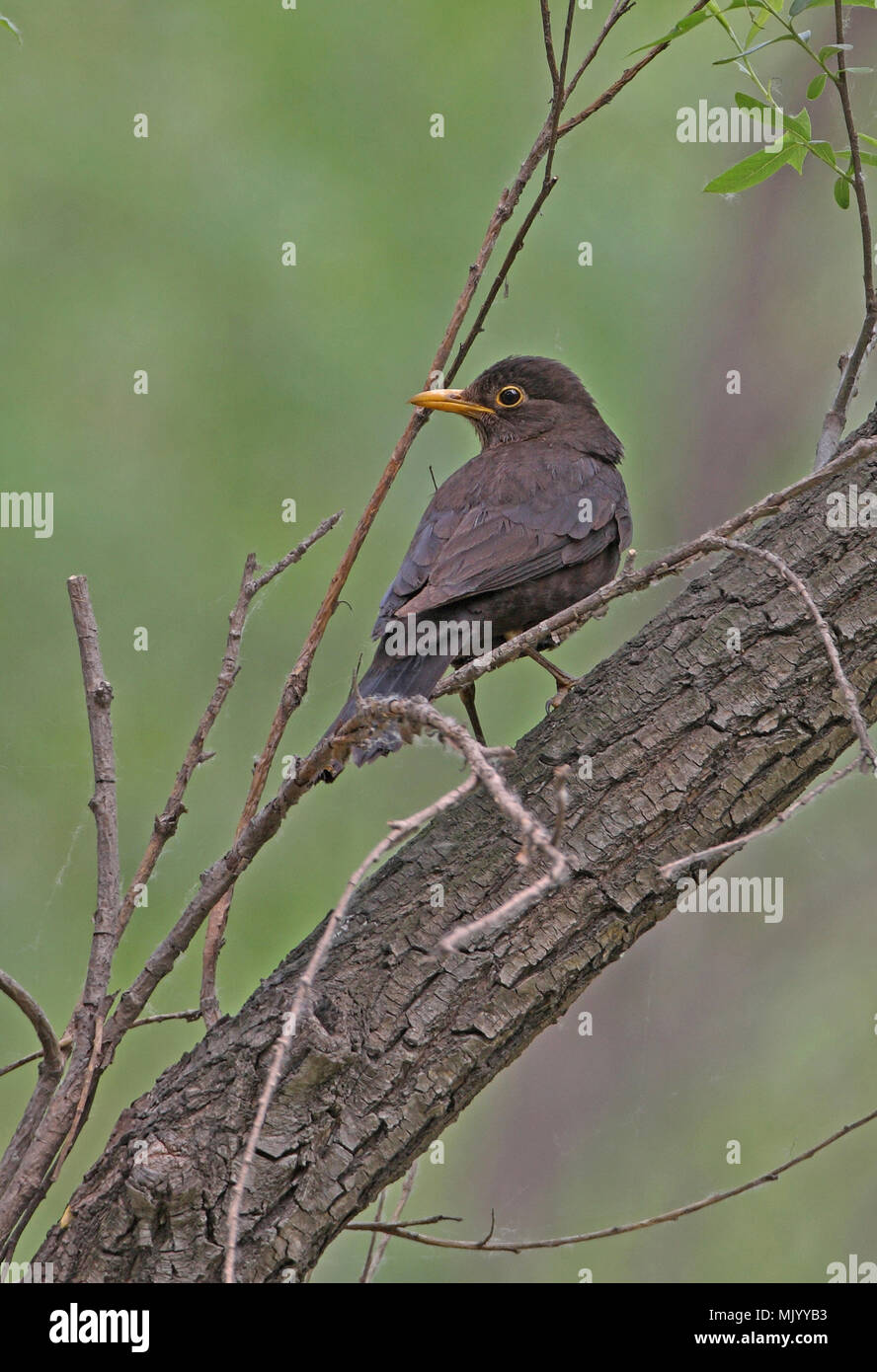 Wildlife thrush turdidae female hi-res stock photography and images - Alamy