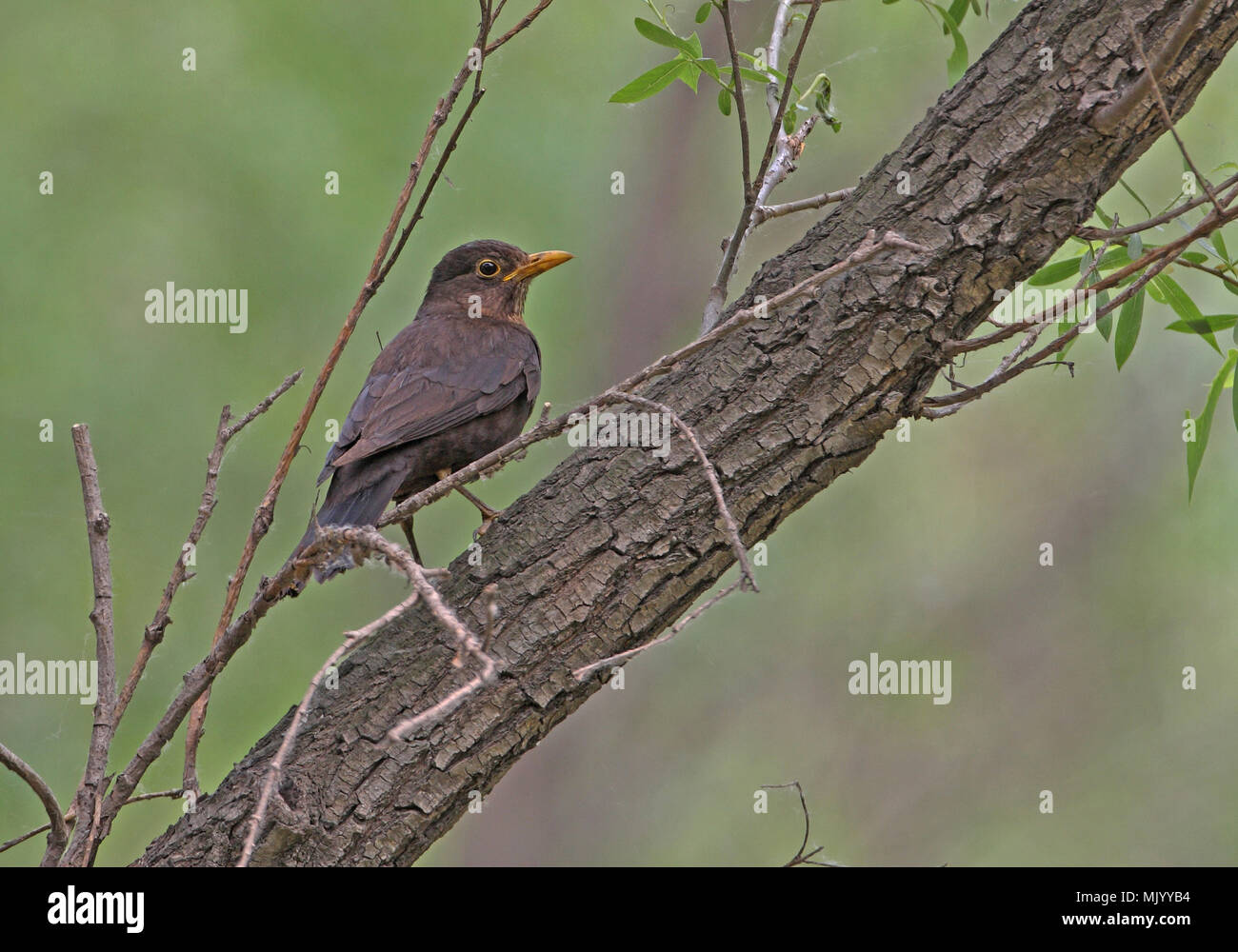 Chinese thrush hi-res stock photography and images - Alamy