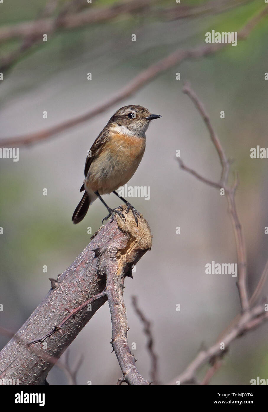 Stejnegers stonechat hi-res stock photography and images - Alamy