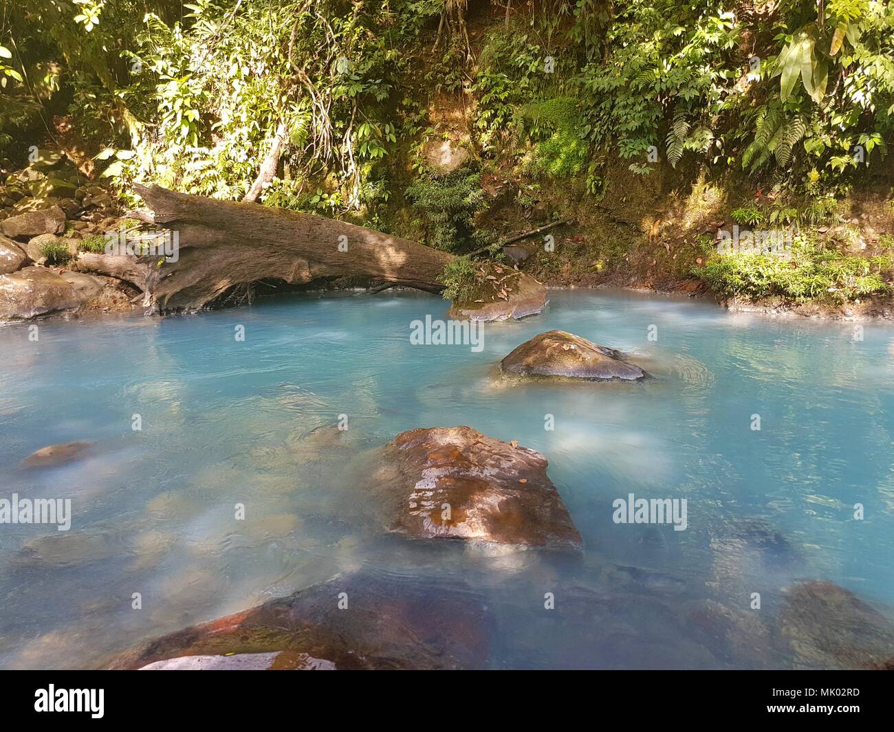 Monkey swimming pool hi-res stock photography and images - Alamy