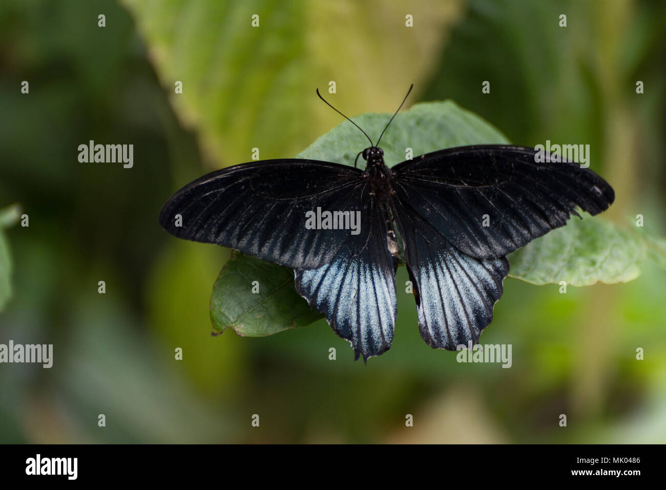 Papilio lowi zephyria hi-res stock photography and images - Alamy