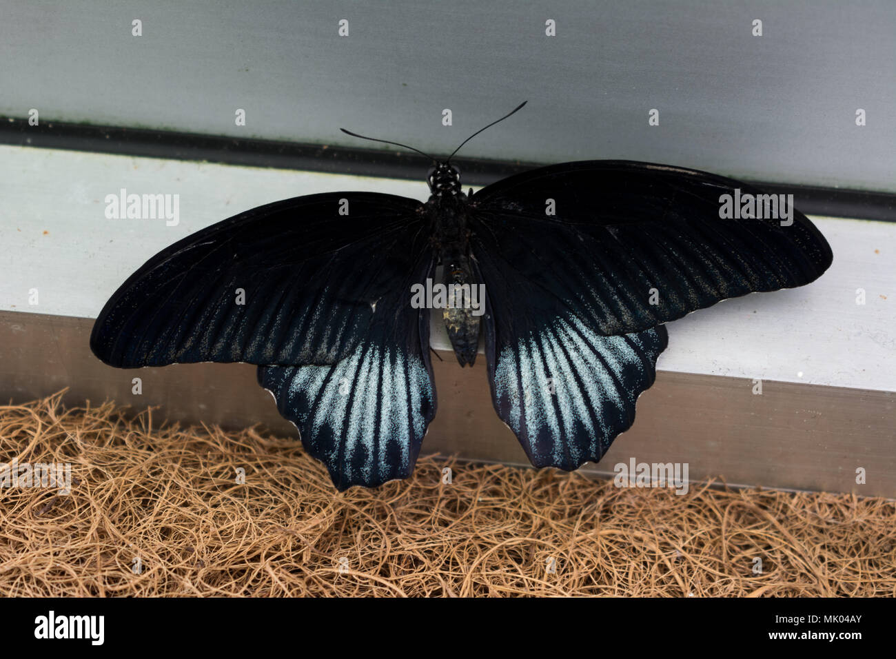 Black and blue papilio lowi zephyria exotic butterfly sitting Stock ...