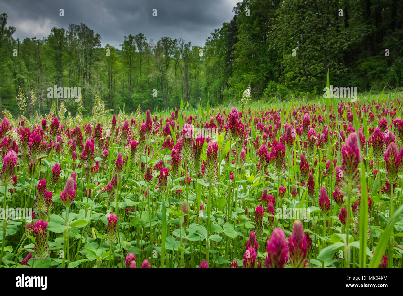 Field of Clover Stock Photo - Alamy