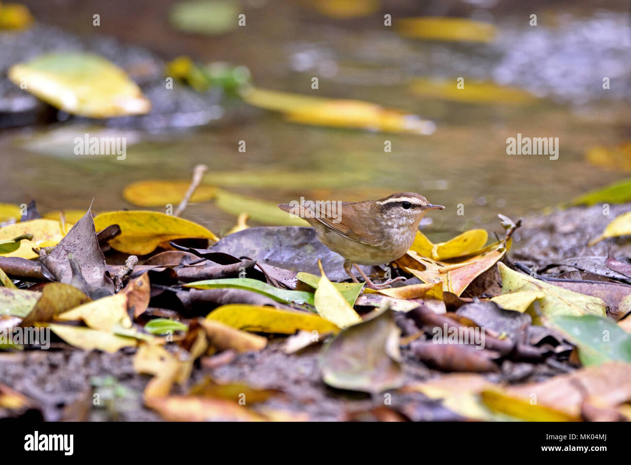 Lowland subtropical hi-res stock photography and images - Alamy