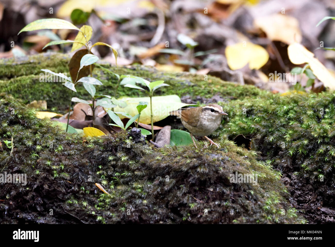 Urosphena squameiceps hi-res stock photography and images - Alamy