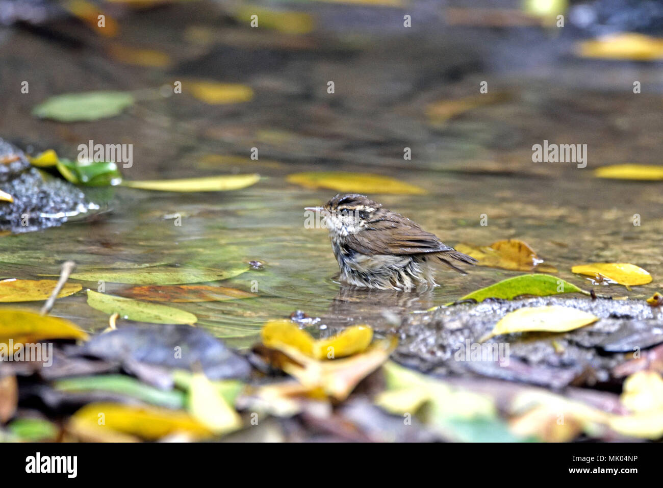 An Asian Stubtail (Urosphena squameiceps) taking a bath in shallow ...