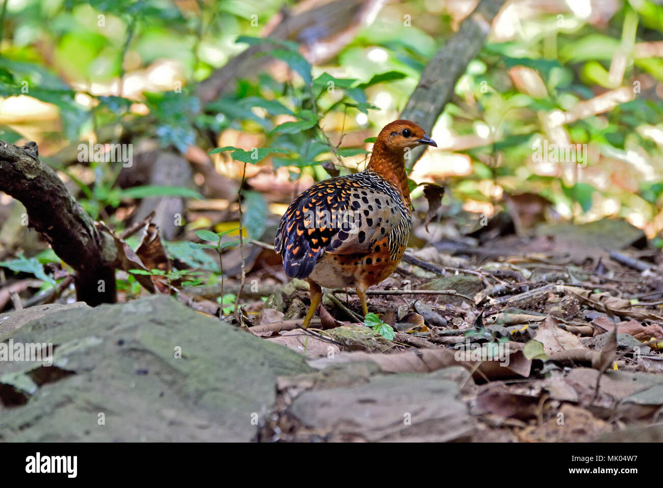 A female Ferruginous Partridge (Caloperdix oculea) in lowland forest in ...
