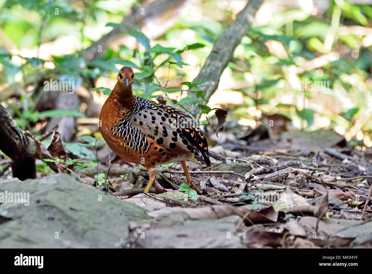 A female Ferruginous Partridge (Caloperdix oculea) in lowland forest in ...