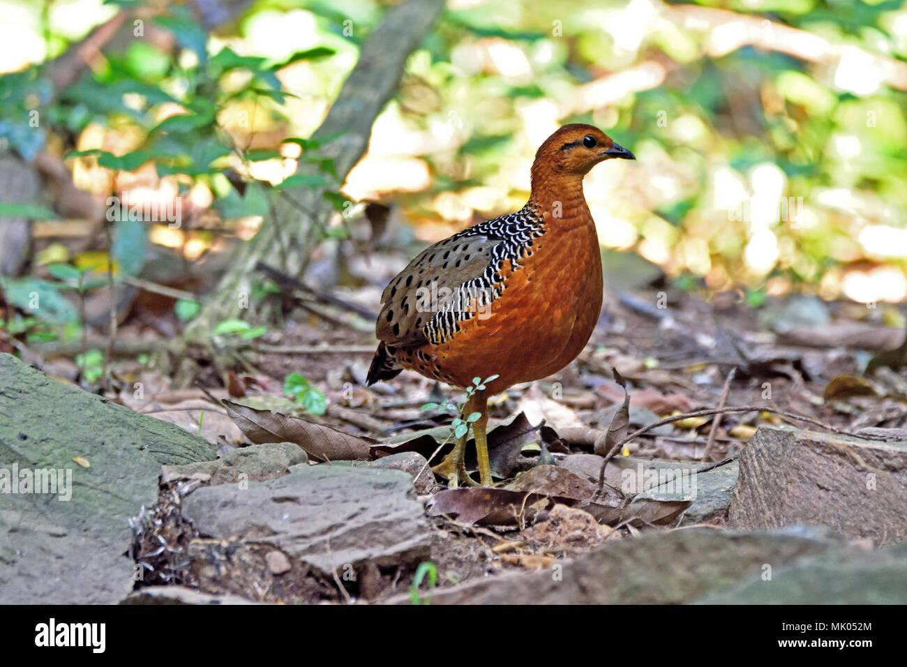 A male Ferruginous Partridge (Caloperdix oculea) in lowland forest in ...
