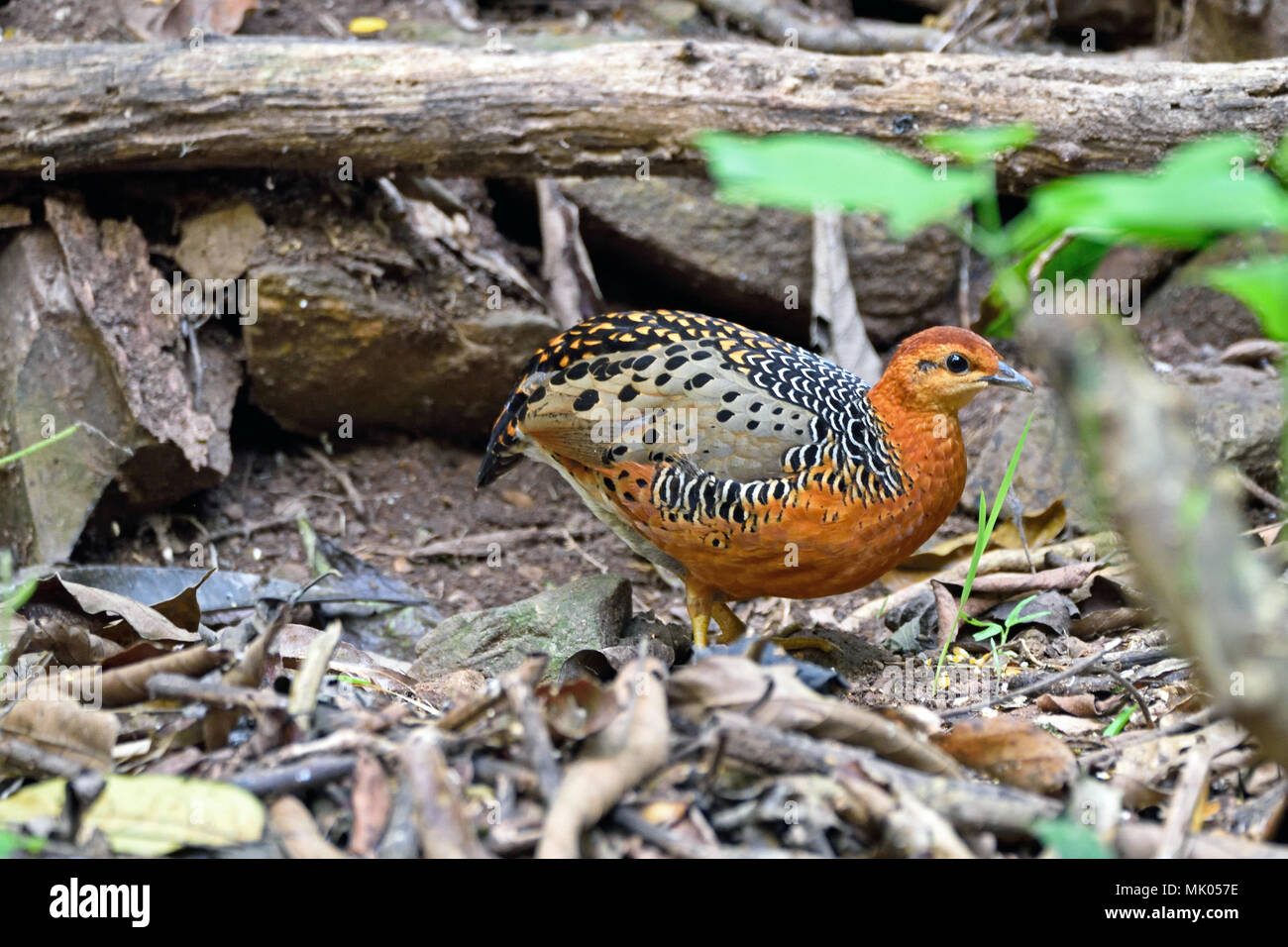 A female Ferruginous Partridge (Caloperdix oculea) in lowland forest in ...