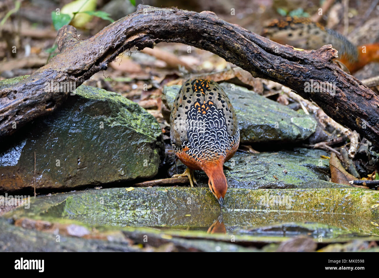 A male Ferruginous Partridge (Caloperdix oculea) drinking from a small ...