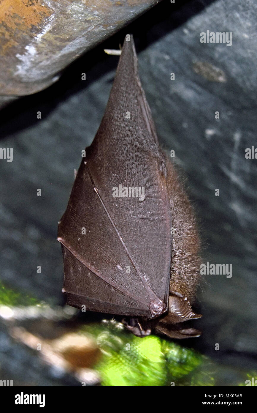 Woolly horseshoe bat hi-res stock photography and images - Alamy