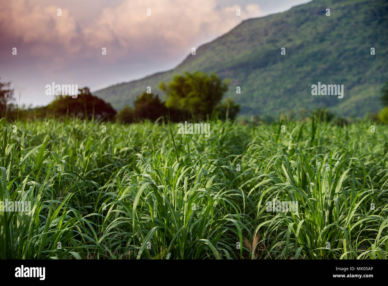 Small sugar farm field with mountain background, landscape green sugar ...