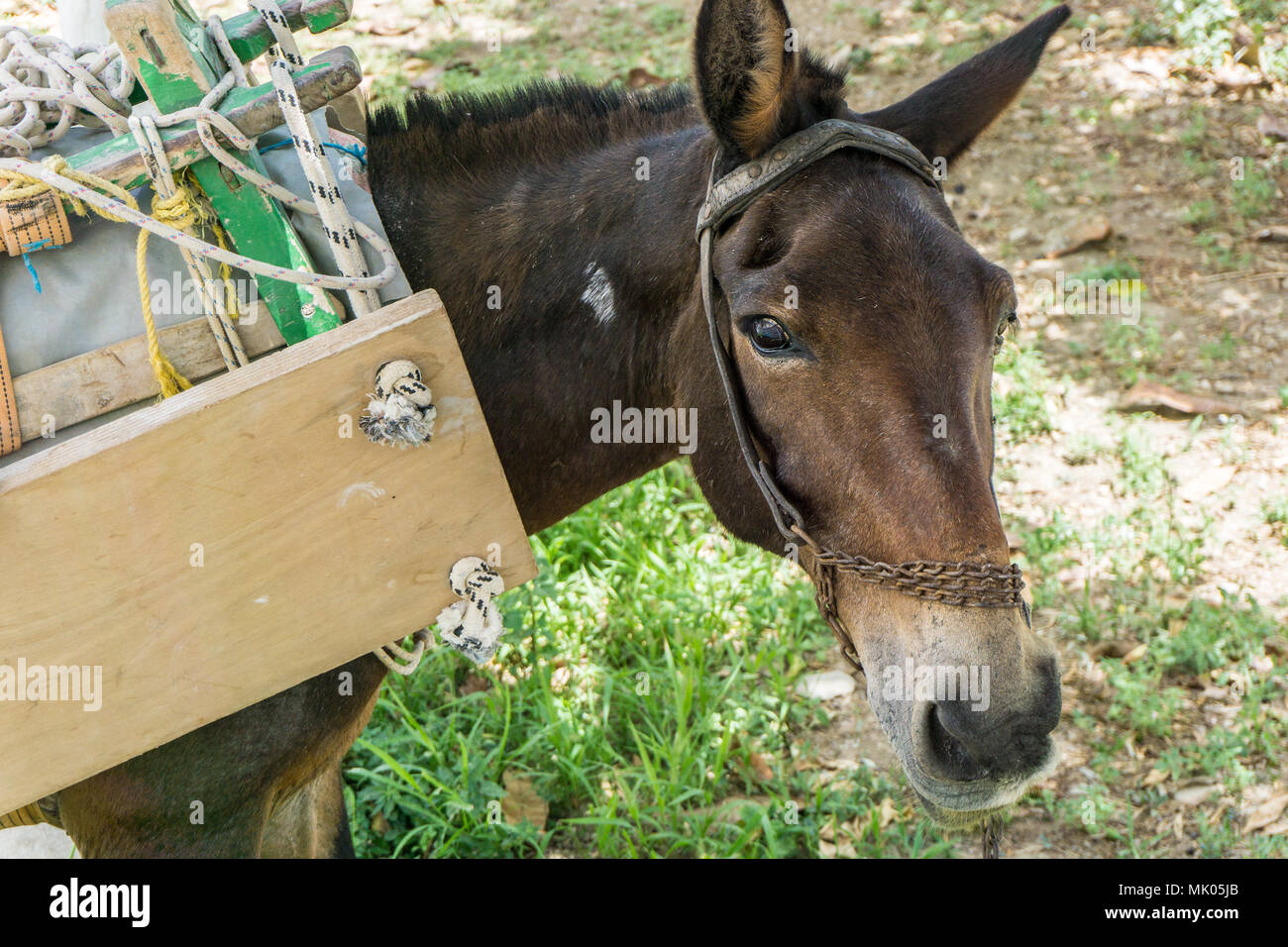 Donkey Loaded High Resolution Stock Photography and Images - Alamy
