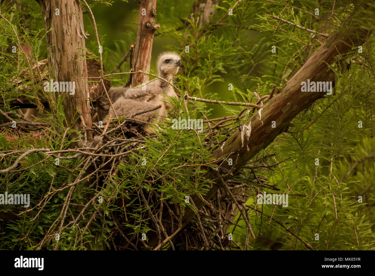 Red tailed hawk nest hi-res stock photography and images - Alamy