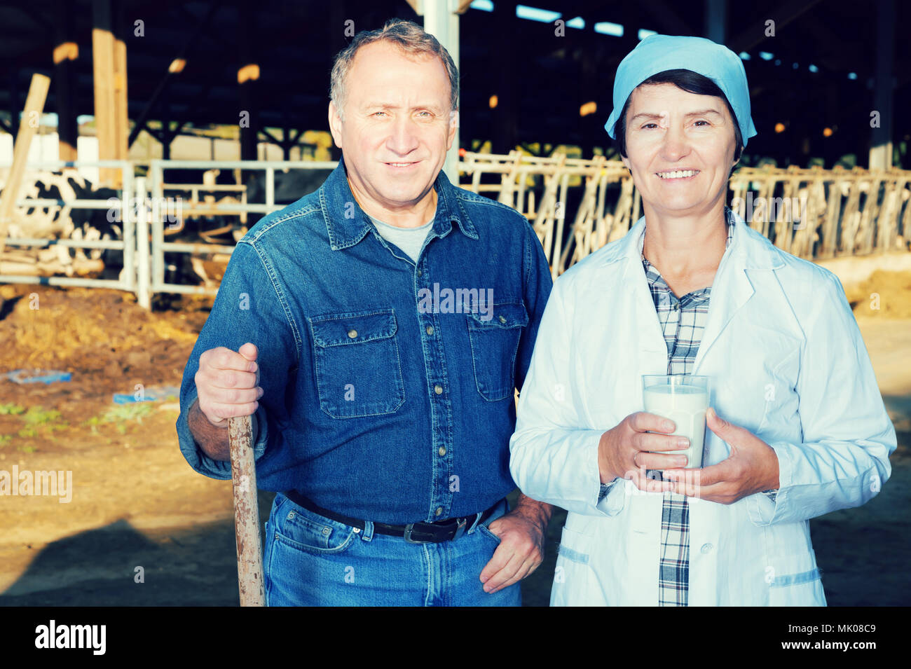 Ordinary couple farmers who are standing at their workplace near cows ...
