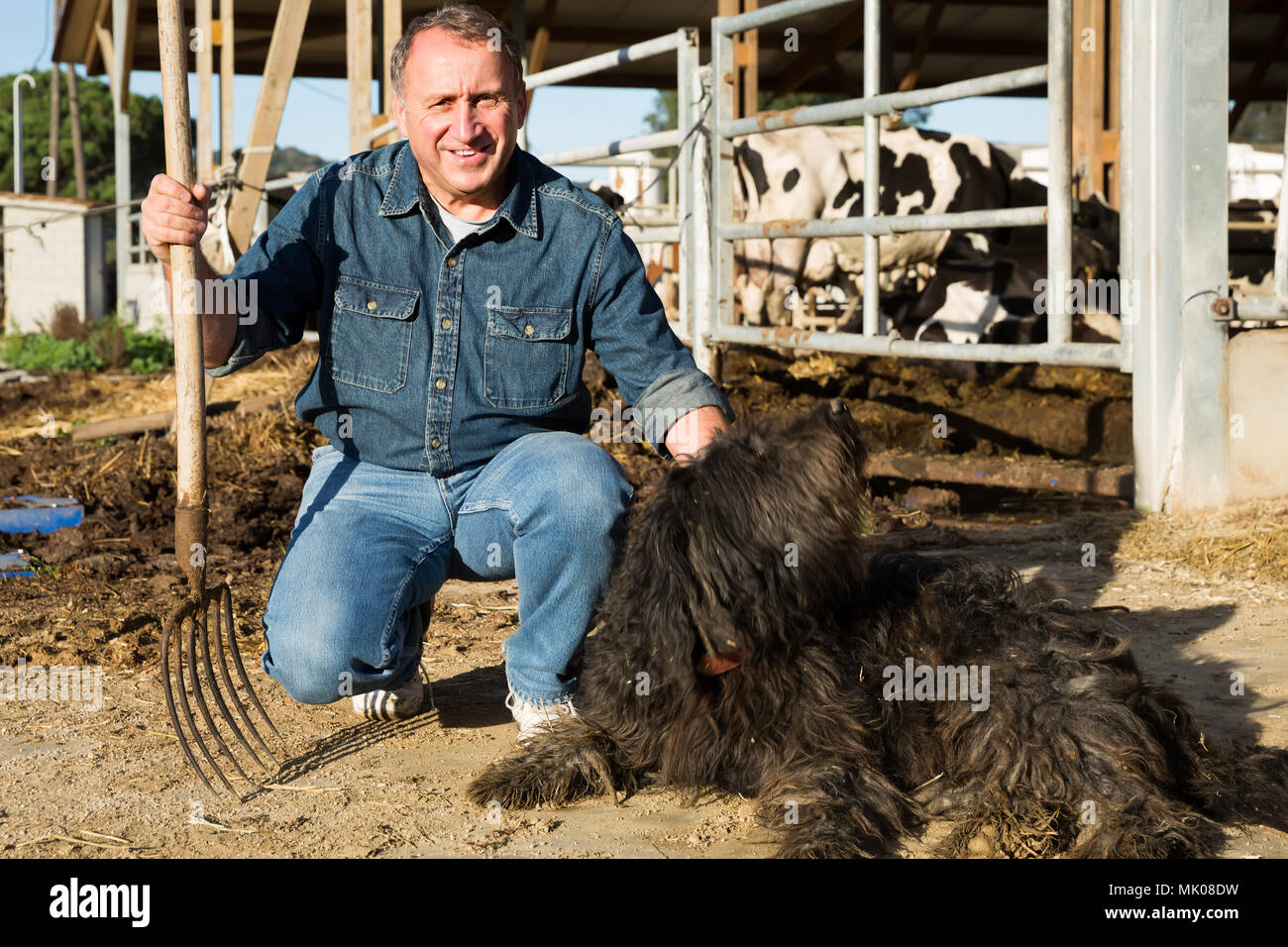 mature farmer is standing with dog at the cow farm outdoors Stock Photo ...